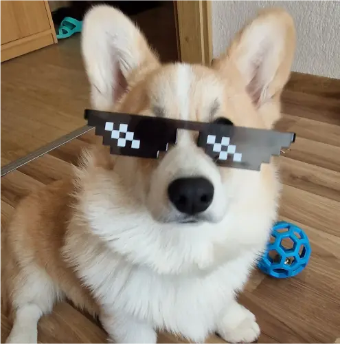 Corgineering | Data Analytics Consulting Services